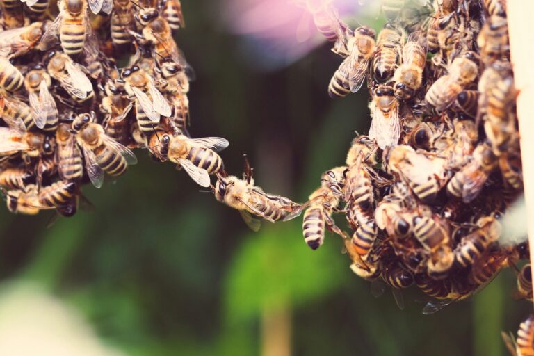 When To Call Professionals When You Have A Bee Problem - WPC Pest and ...