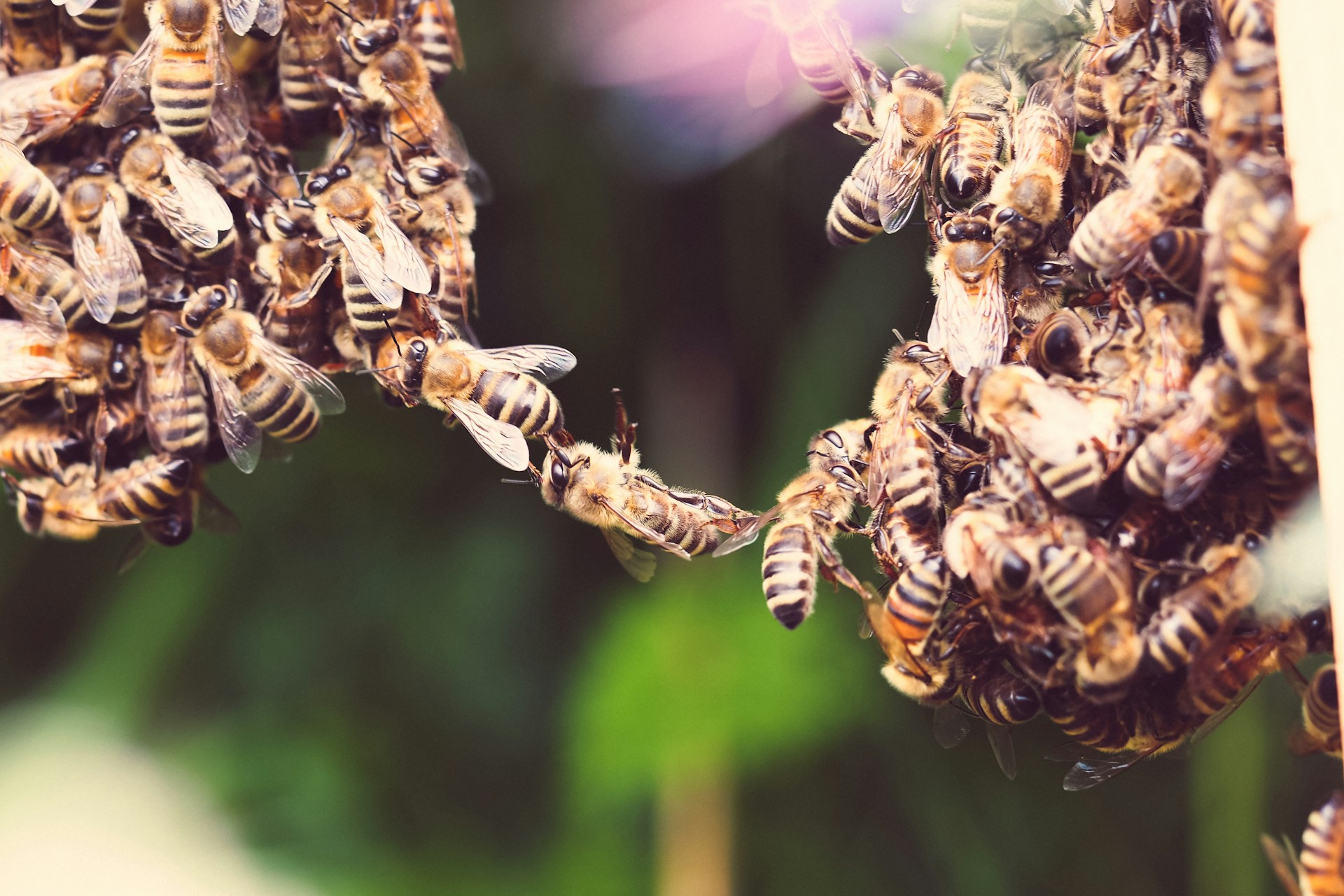 When To Call Professionals When You Have A Bee Problem - WPC Pest and ...